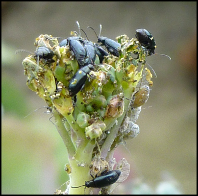 Common Vegetable Pests – Clackamas County Master Gardener™ Association