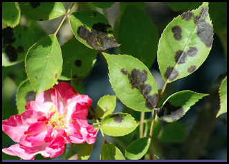 Common Diseases and Pests of Roses – Clackamas County Master Gardener ...