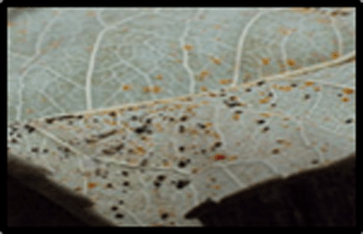 Common Diseases and Pests of Roses – Clackamas County Master Gardener ...