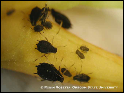 Common Vegetable Pests – Clackamas County Master Gardener™ Association