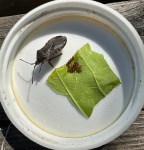 Avoid Damage from Squash Bugs – Clackamas County Master Gardener ...
