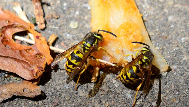 Are Yellow Jackets Bugging You – Clackamas County Master Gardener ...