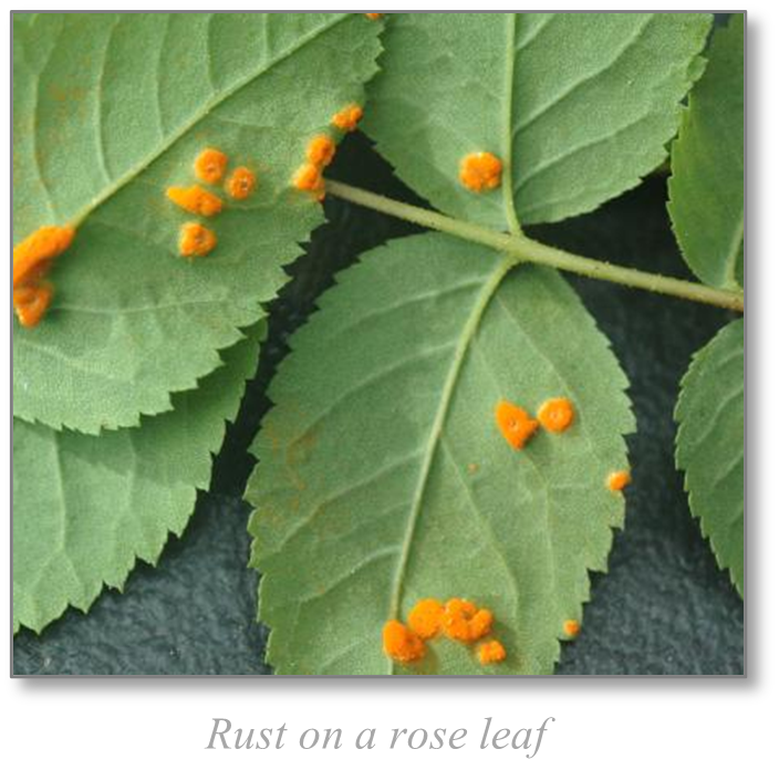 What Are Those Orange Spots on Leaves? – Clackamas County Master ...