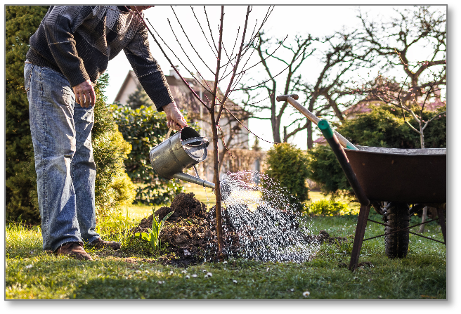 Summer Fruit Tree Care – Clackamas County Master Gardener™ Association